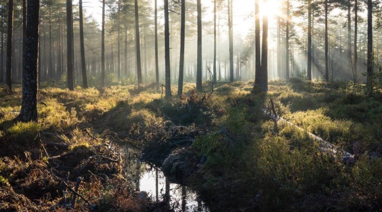 Nature en Suède - Tourisme Suede
